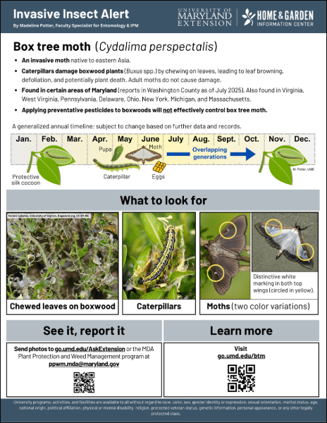 Redirecting to https://extension.umd.edu/resource/box-tree-moth
